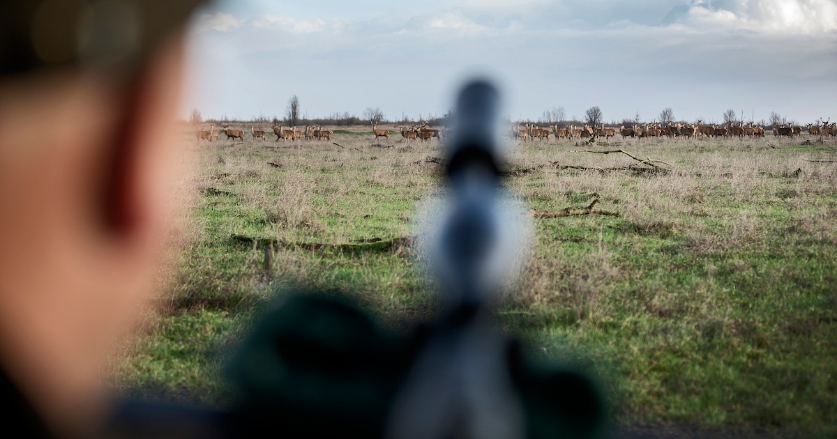 Flevoland mag voorlopig edelherten in Oostvaardersplassen afschieten | Lelystad | De Stentor.nl