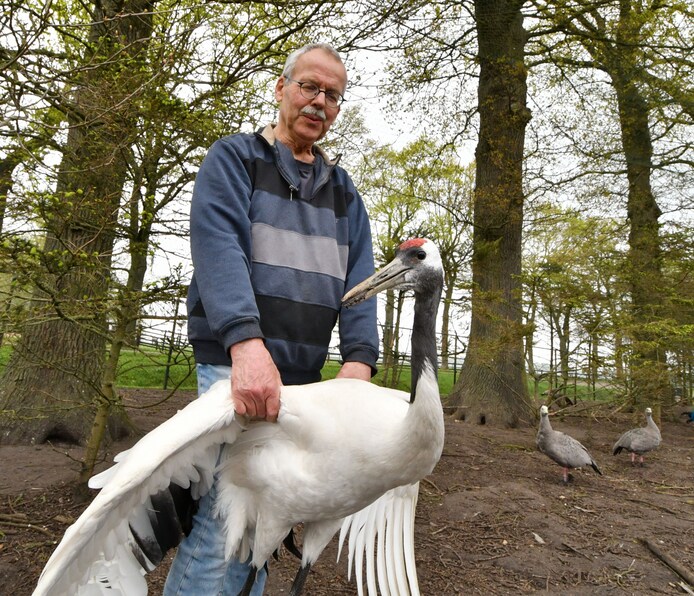 Zeer zeldzame vogel verdwaald in Twente: ‘Haar mannetje mist haar ...