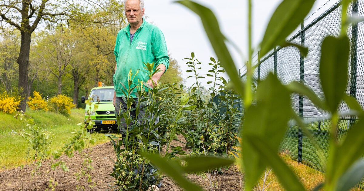 31 laurieren van dit formaat? 'Gruune Jopie' is boos over diefstal ...