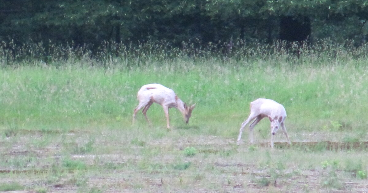 Naast witte herten ook witte reetjes op de Veluwe | Apeldoorn ...