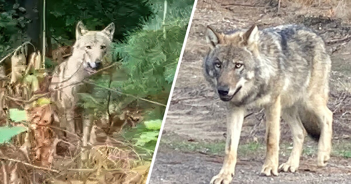 Dit voorjaar zeker 45 wolven geboren in Nederland | Nieuws | De Stentor.nl