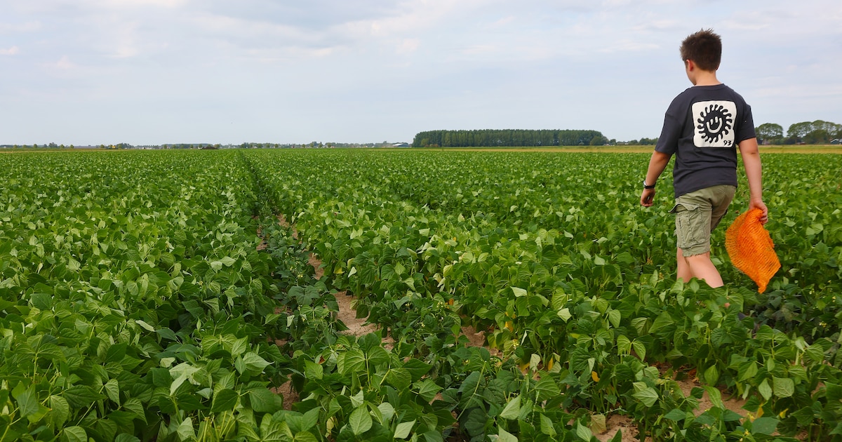 Boerenfamilie zit met 100.000 kilo bonen en vraagt hulp: ‘Kom plukken ...