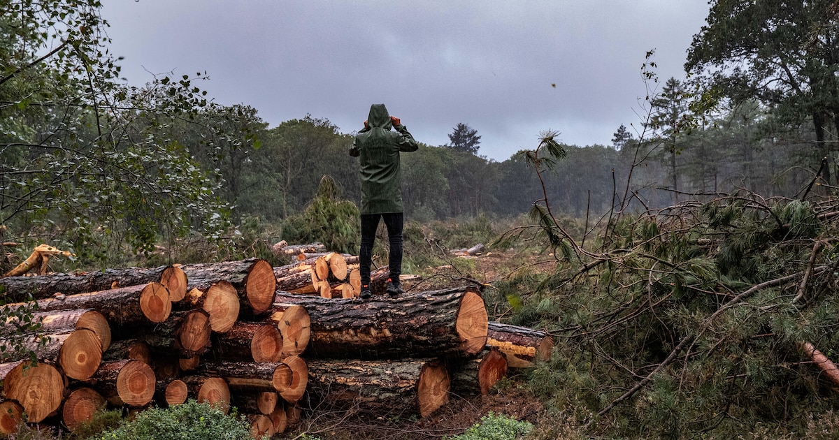 Overijssel weigert massale bomenkap op Sallandse Heuvelrug te stoppen ...