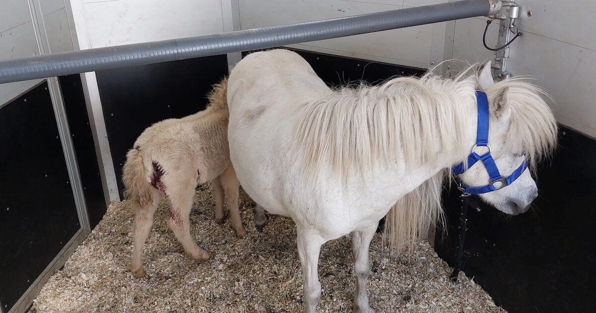 Ponyveulentje van zes dagen oud overleeft aanval door wolf: ‘Flink ...