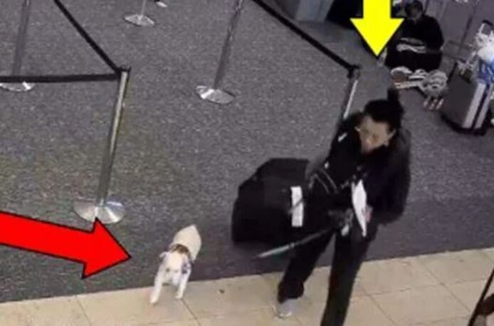 Vrouw verdrinkt hondje in toilet vliegveld na weigering vlucht, pakt ...