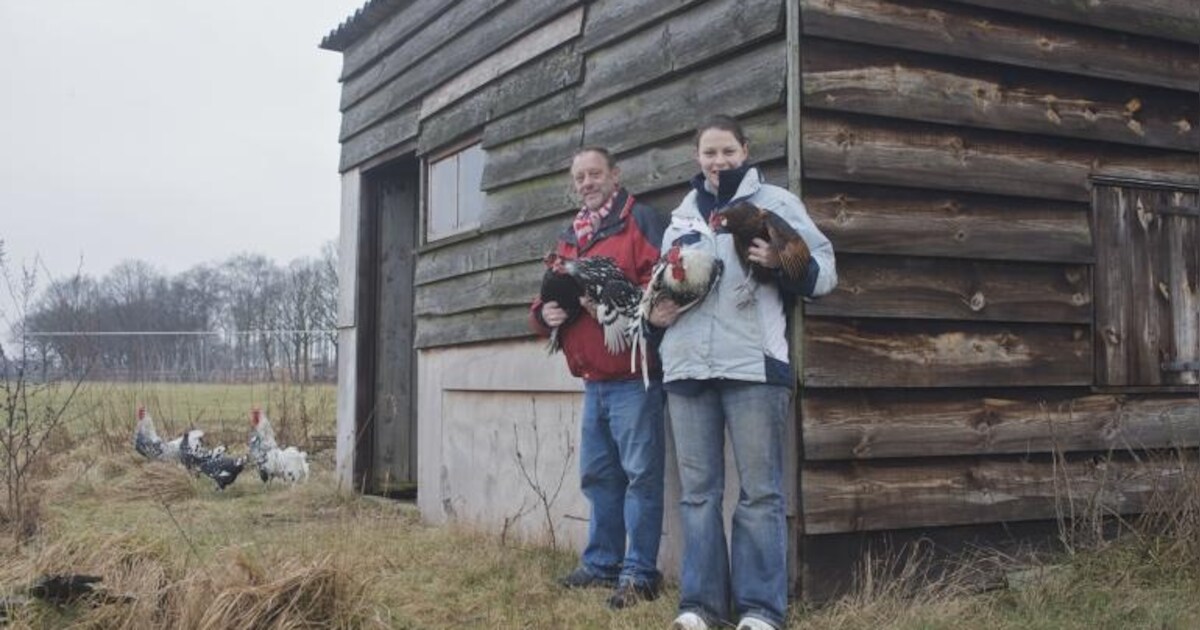 Helemaal verkocht aan de Hollandse hoen | Harderwijk | destentor.nl