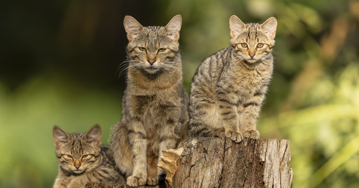 Superschuwe wilde kat al met ‘tientallen’ in Nederland, met dank aan ...