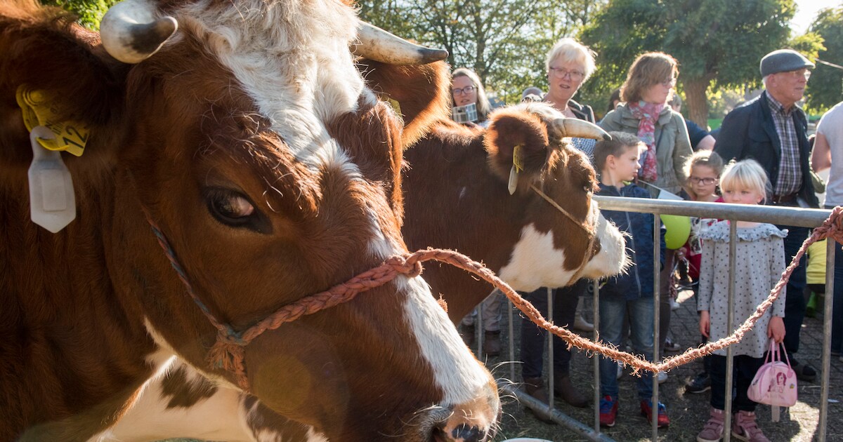 Programma vol activiteiten op jaarlijkse Ossenmarkt in Putten | Putten | De Stentor.nl