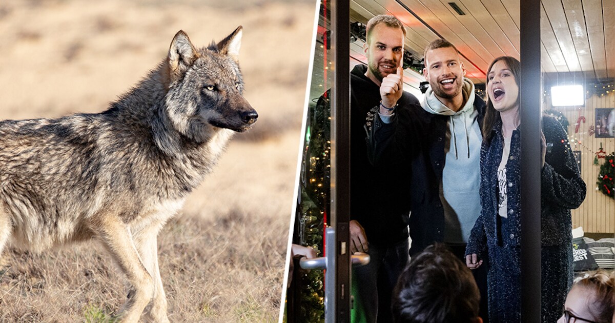 KIJK: Zo ging Serious Request van start • Boer die vee slecht beschermt tegen wolven, riskeert ...
