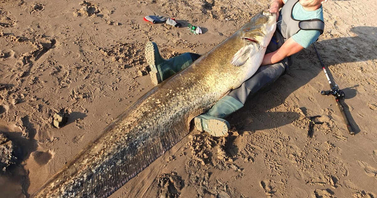 Vissers halen enorme meerval uit de IJssel tussen Deventer en Zwolle ...
