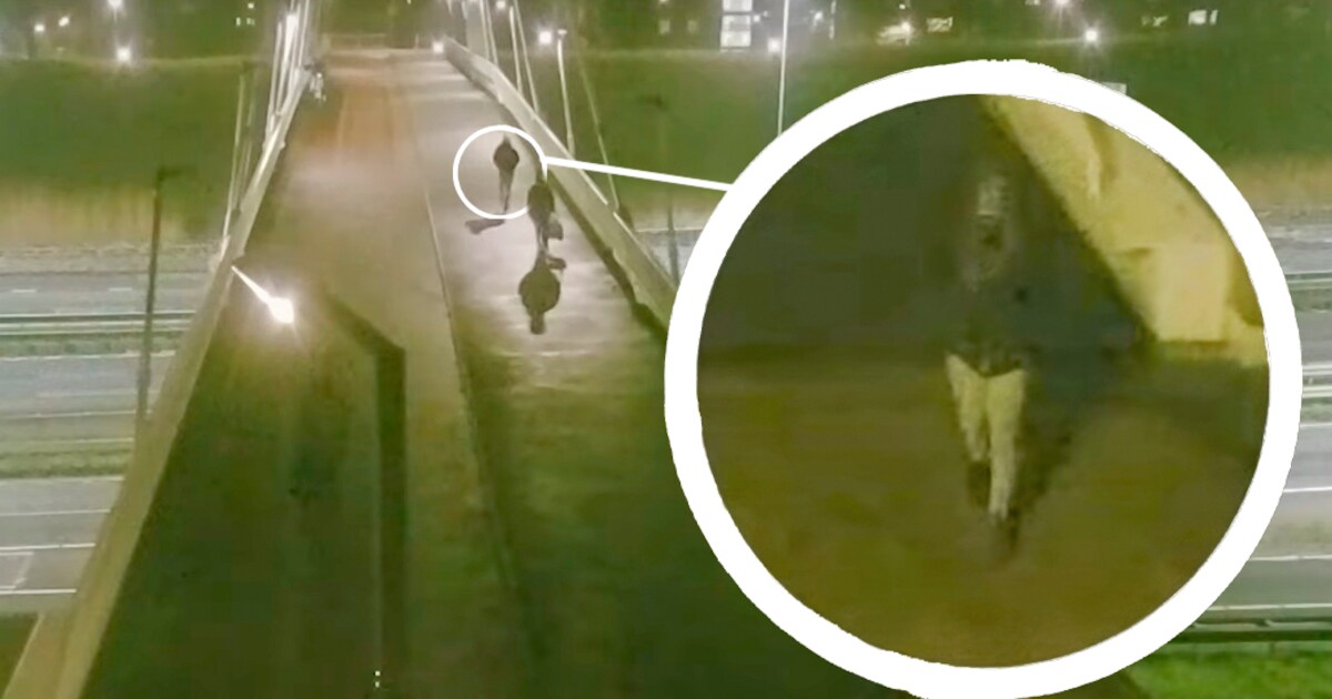 Drie opmerkelijke schietpartijen in Rotterdam: beschoot één dader ...