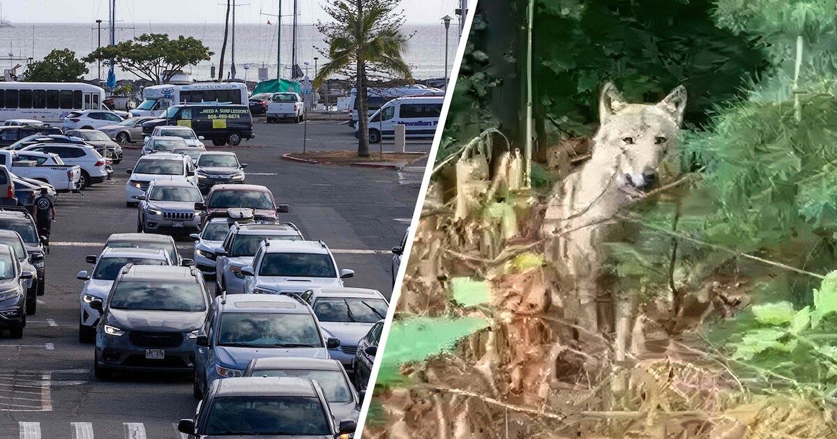 Nieuws gemist? Chaos door tsunami-alarm • ‘Spelend kind meegesleurd ...