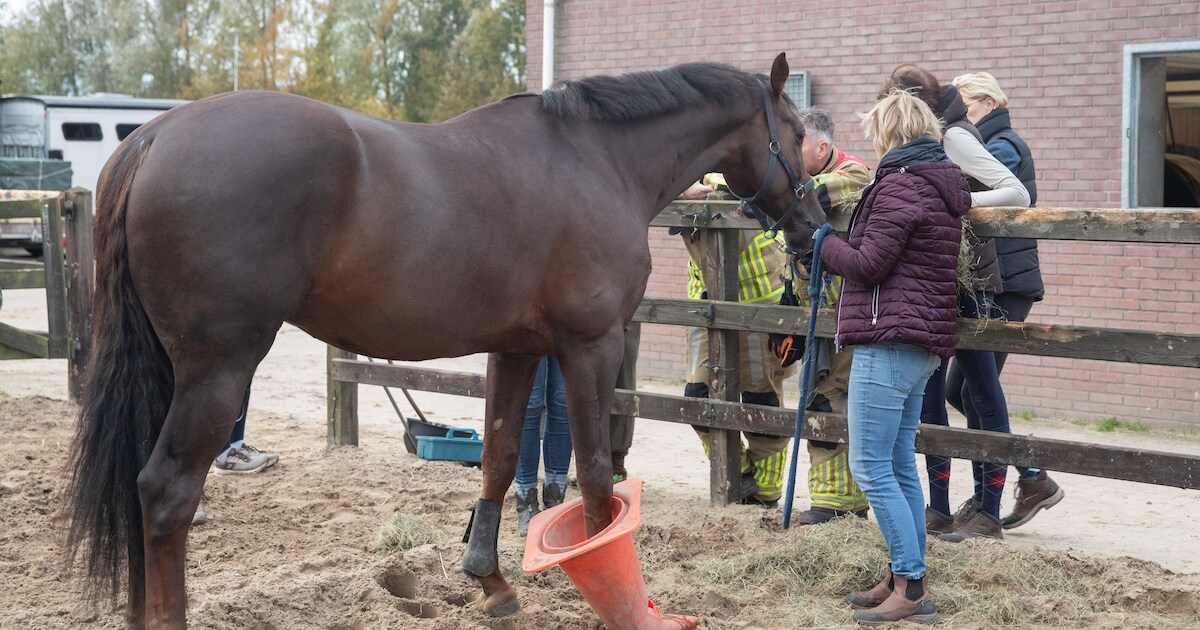 Paard met pylon aan been moet door veearts en brandweer worden bevrijd ...