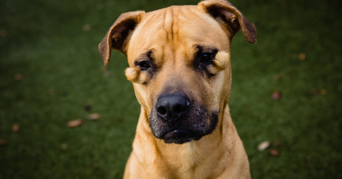 ‘Lelijke’ asielhond heeft na virale post eindelijk een thuis gevonden ...