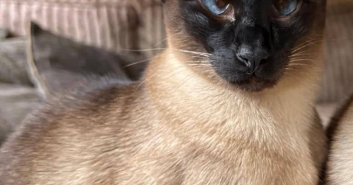 Heb jij Pukkie, Izzy of Lara gezien? Deze drie huisdieren worden in ...