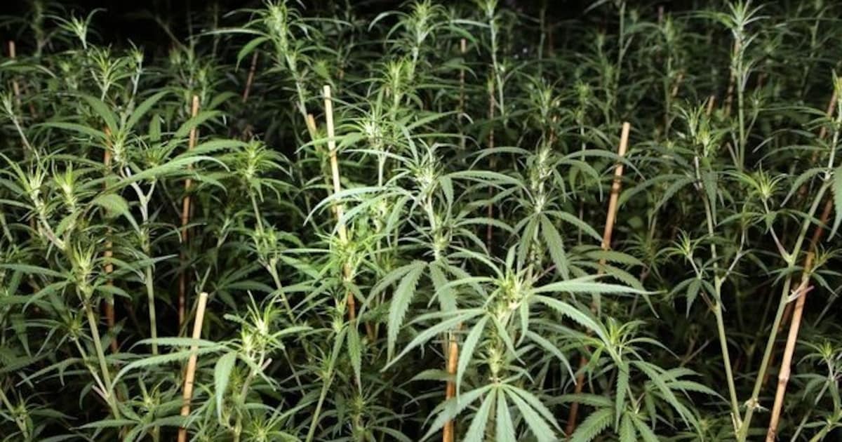 Burgemeester König van Deventer gaat henneptelers liever met dwangsom ...