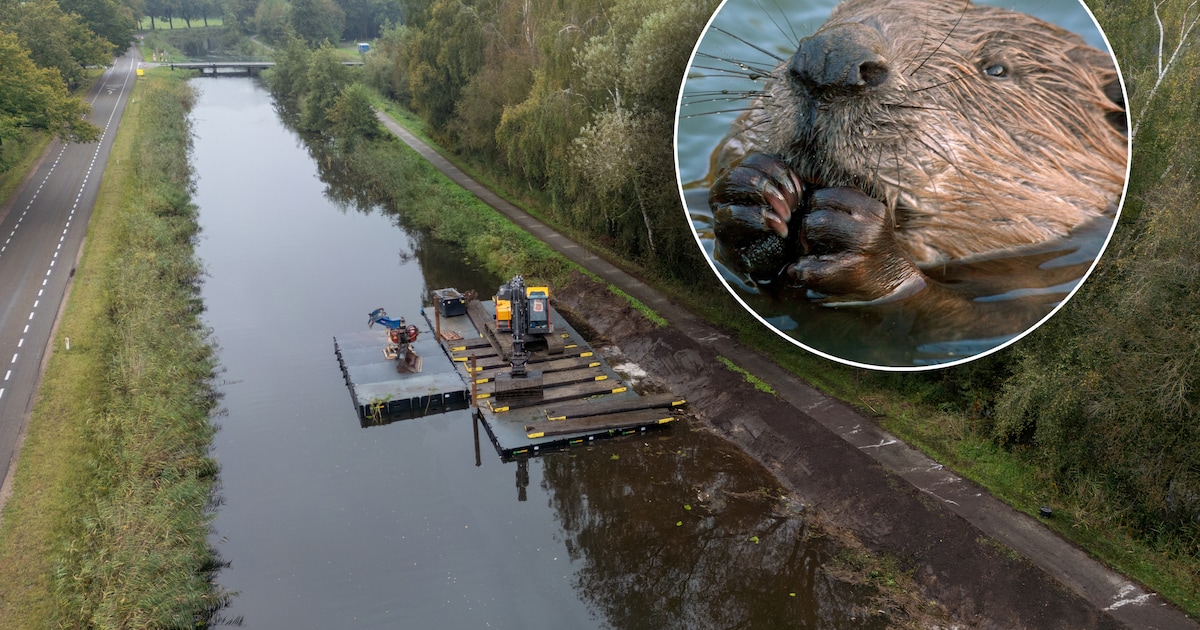 Gravende bever zorgt wéér voor werk bij kanaal langs Epe: ‘Liefst ...