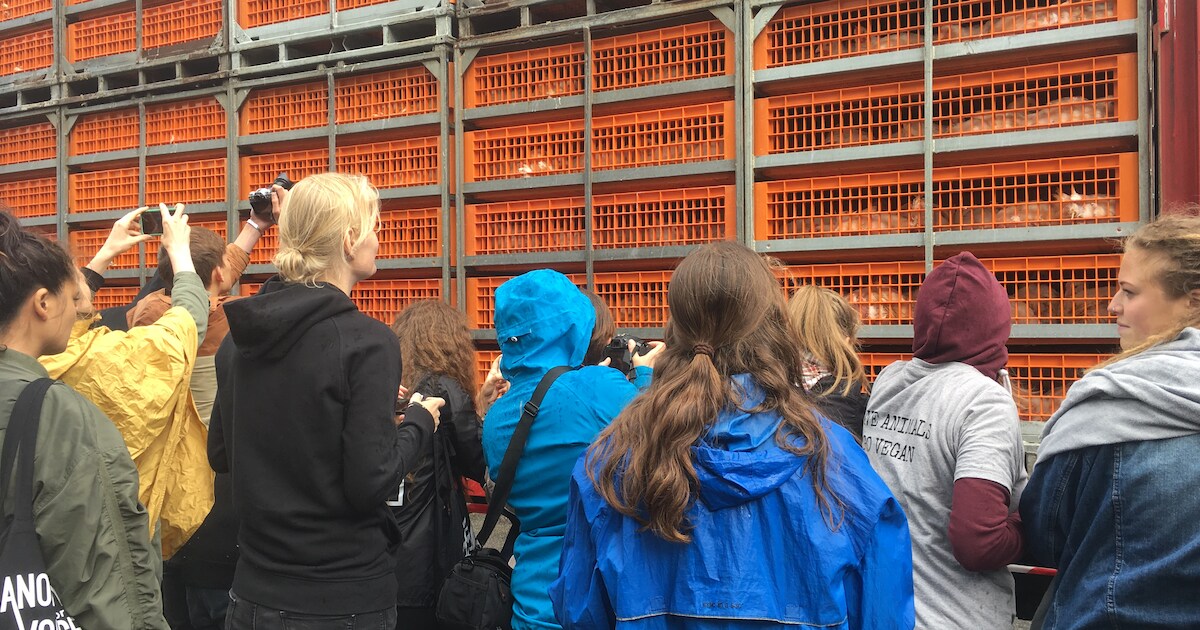 Activisten bewijzen slachtkippen 'laatste eer' in Nunspeet | Regio | De ...