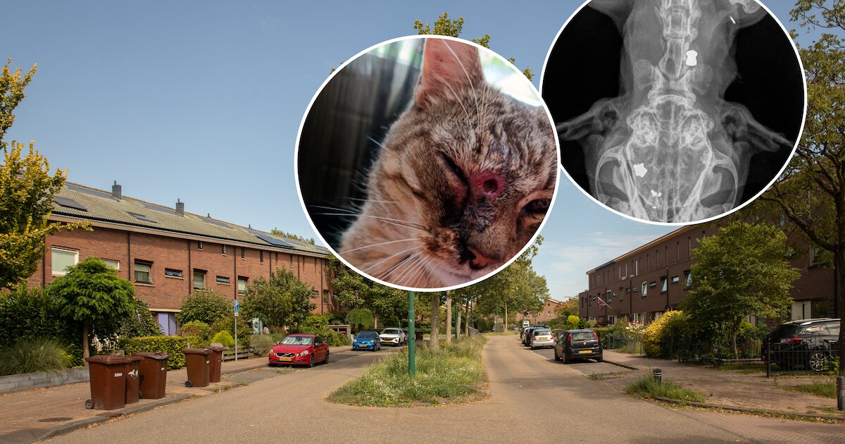 Na vermissing van 6 dagen blijkt kat beschoten tussen de ogen, kort ...