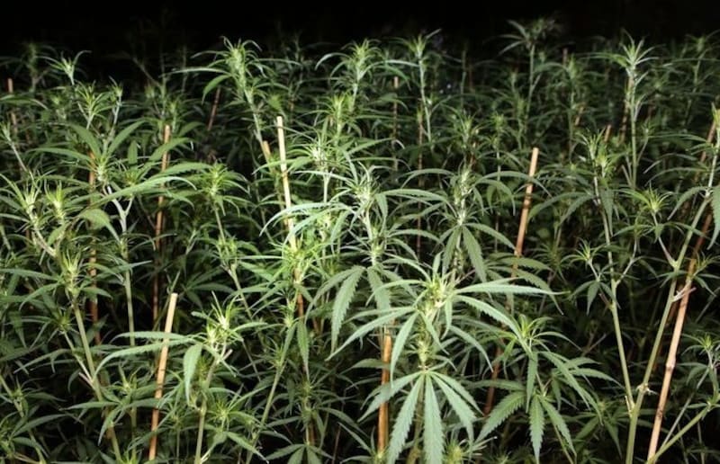 Burgemeester König van Deventer gaat henneptelers liever met dwangsom ...