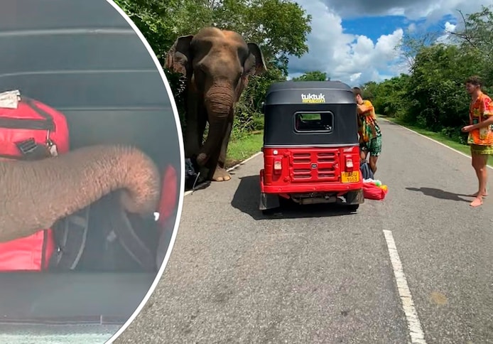 Gigantische olifant dringt plots tuktuk binnen van drie reizigers in ...
