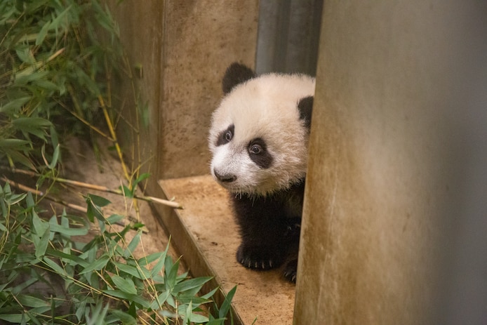 Geduld fans beloond: babypanda Lang Yue laat voor het eerst haar snoetje zien | Instagram ...