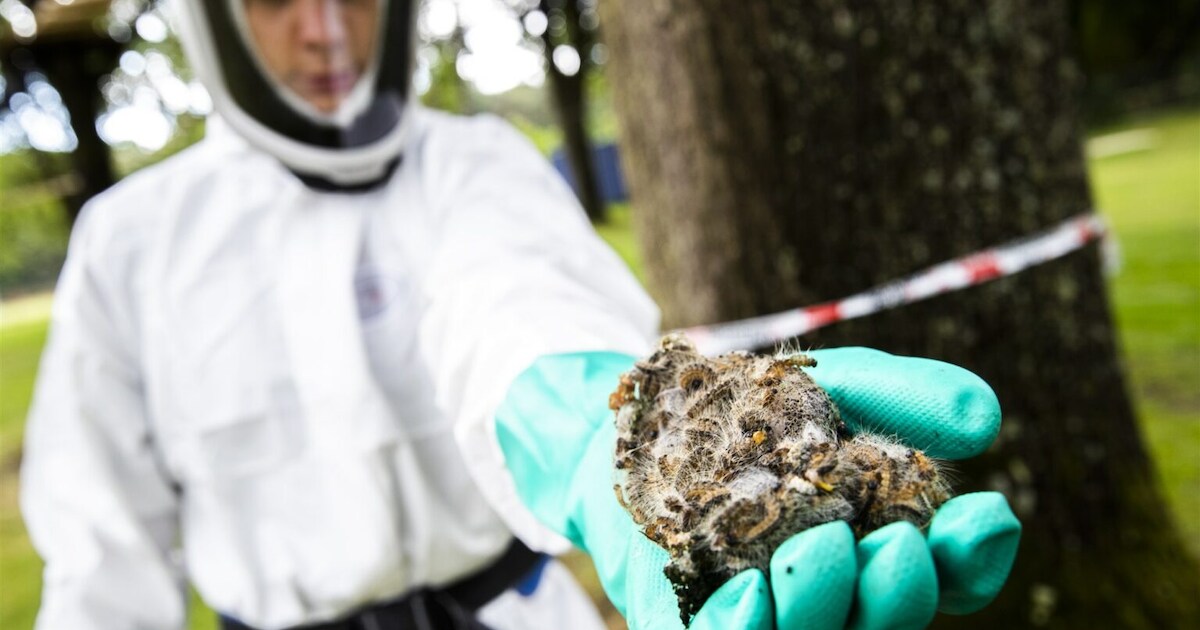 Is de eikenprocessierups op sterven na dood? Overlast van kriebelbeestjes volgend jaar nóg ...