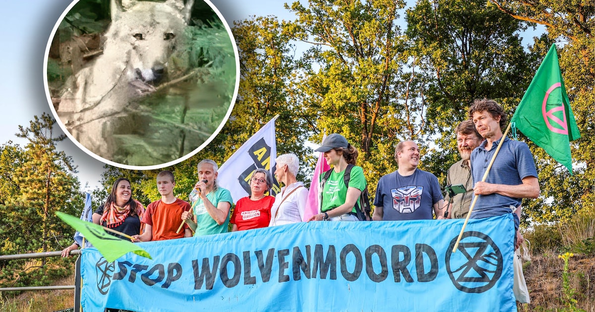 ‘Probleemwolf’ Bram mag worden afgeschoten van rechter | Wolf in ...