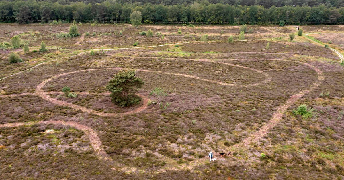 Ermelo vraagt mensen mee te helpen om heide ‘open’ te houden | Regio ...