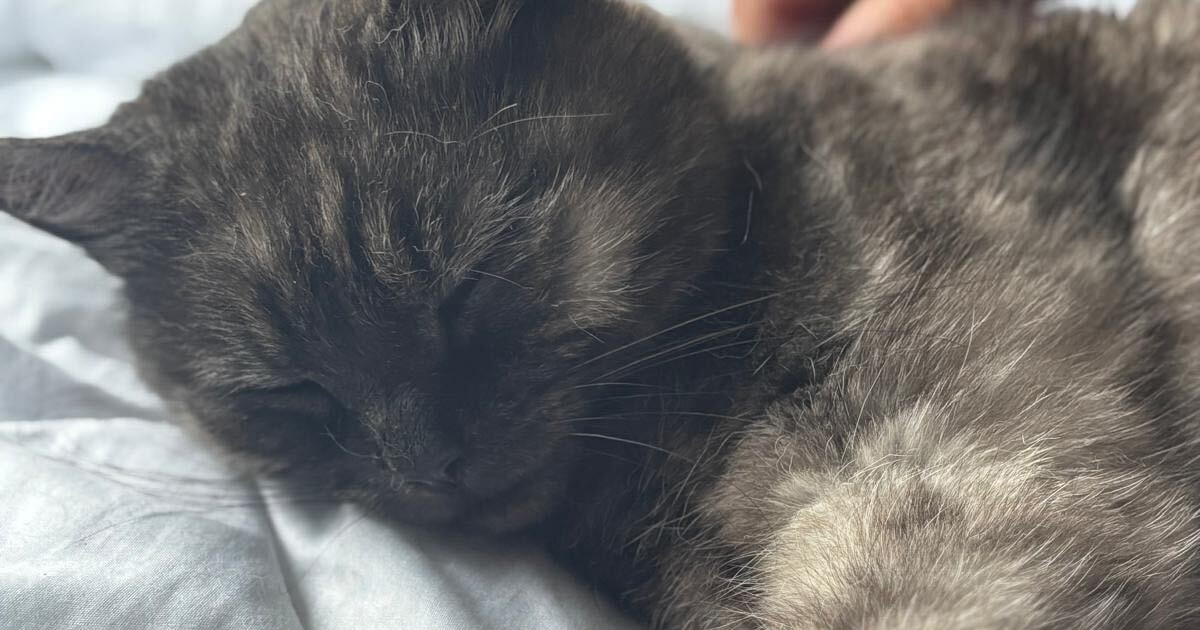 Populaire kat Mason wordt bijna 40 kilometer verderop gevonden: ‘Hij ...