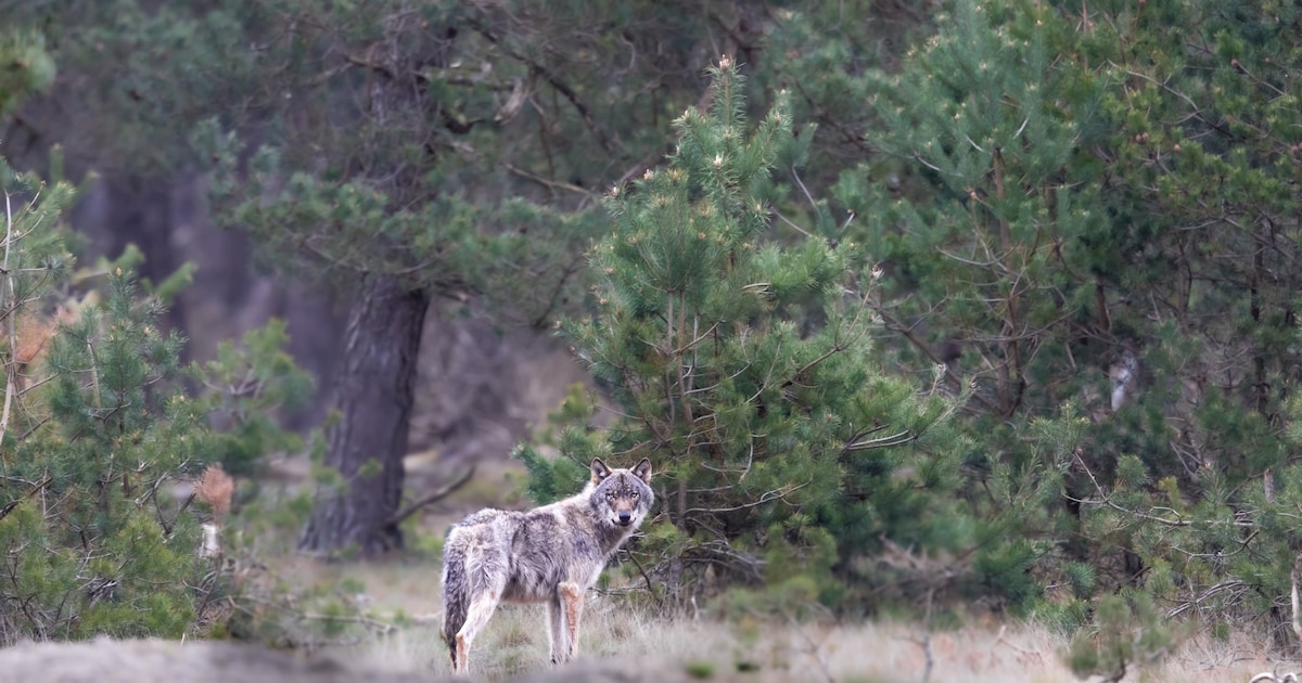 Ministerie in hoger beroep tegen uitspraak van rechter over bescherming wolf | Heerde | De ...
