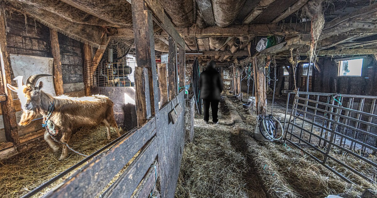Veehouder vol onbegrip na inbeslagname koeien, paarden, geiten en ...