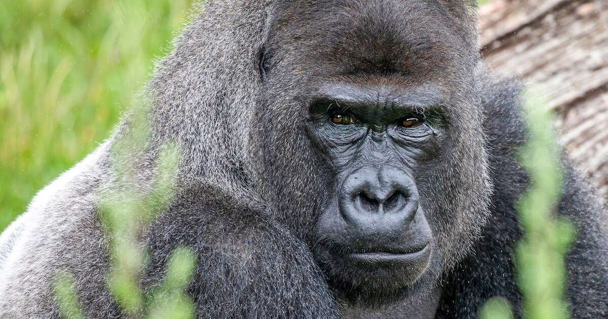 Dit is de nieuwe gorilla-leider van de Apenheul: ‘Heeft bij zijn vader ...