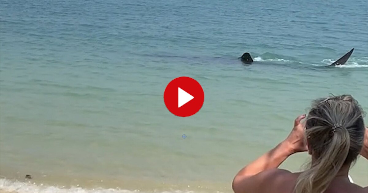 Video van de Dag | Zou jij de zee nog in durven na het zien van dit ...
