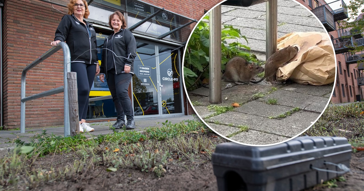 Ratten­plaag bij winkelcentrum in Apeldoorn: ‘Ze staan met de voorpoot ...