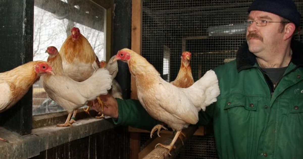 Twentse kriel krabbelt weer op in De Pol | Overig | De Stentor.nl