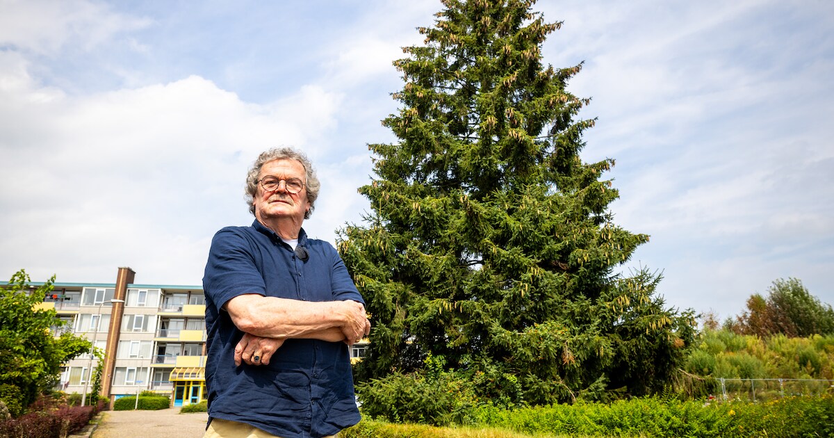 Deze joekel in Hardenberg wordt niet gekapt, als het aan Jan (70) ligt ...