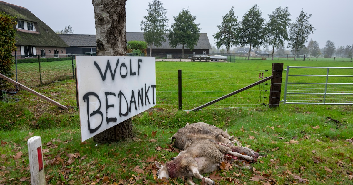 Dode schapen in Speuld opgehaald, boerenstel wuift kritiek weg: ‘Wilden ...