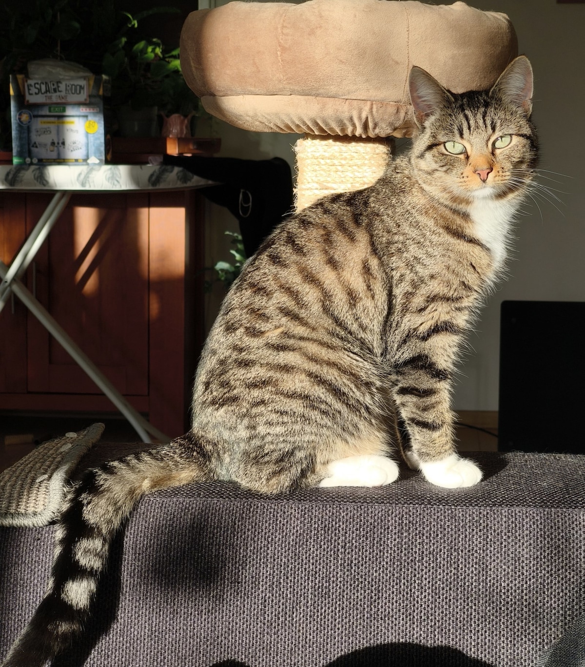 Heb jij Mirin gezien? Dit huisdier wordt in Steenwijkerland vermist ...