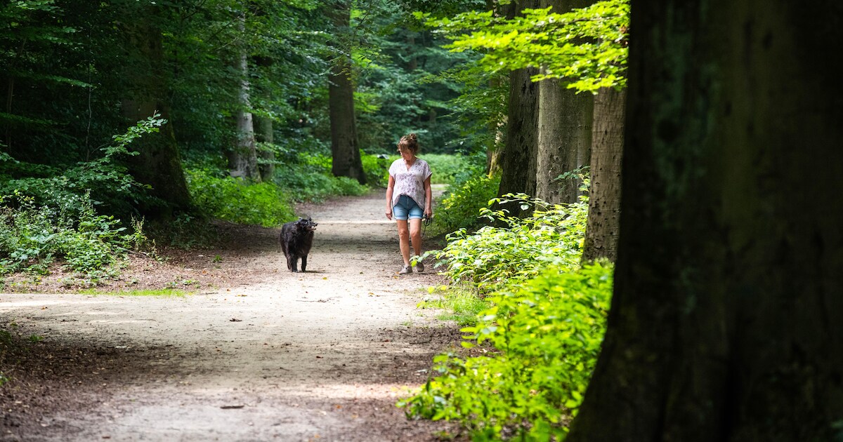 Arno werd gebeten door hond in Schalkhaar tijdens het hardlopen: ‘Ik ...
