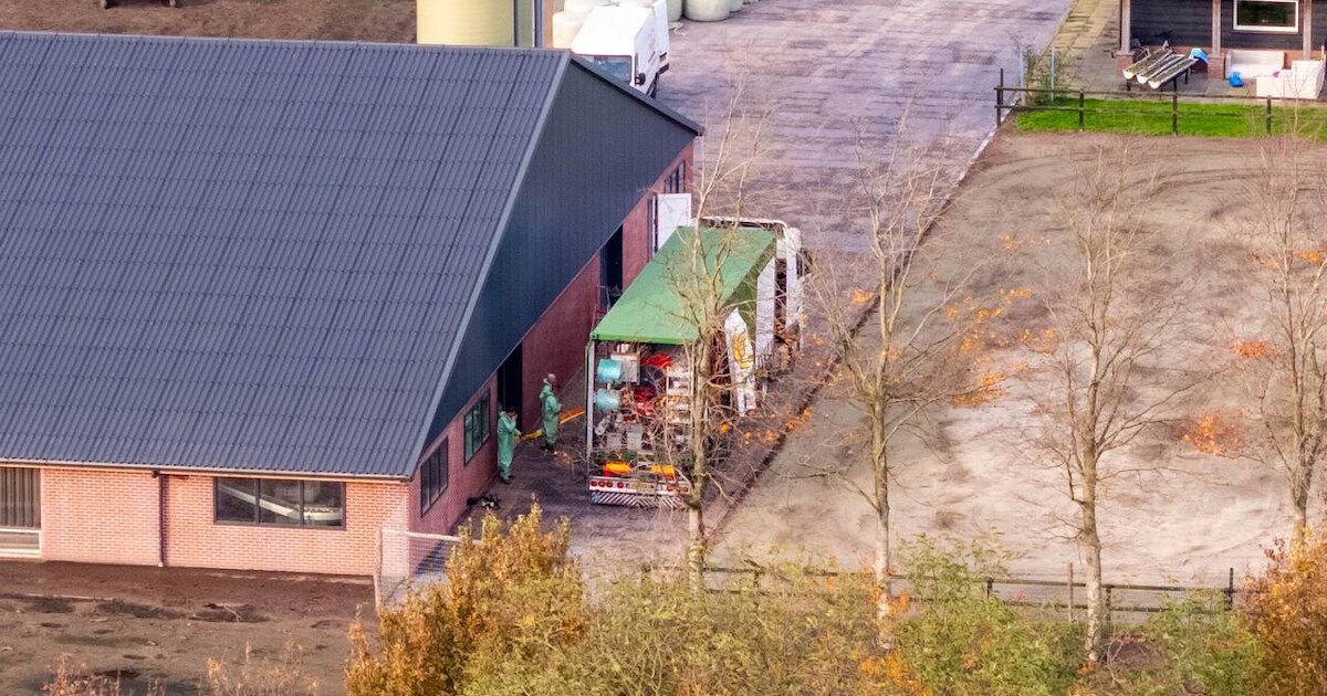 Vogelgriep is terug in Nederland, 23.000 leghennen op boerderij in ...