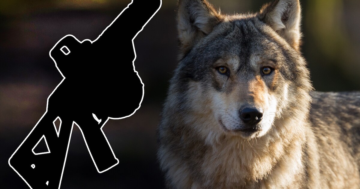 Dit is het wapen waarmee Gelderland de wolf mag afschrikken: ‘Die ...