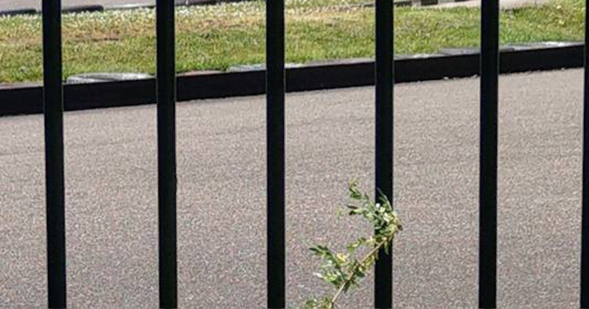 Ongeloof na kartongeluk Walibi: 'Rijden ze daar zonder helm op rond ...