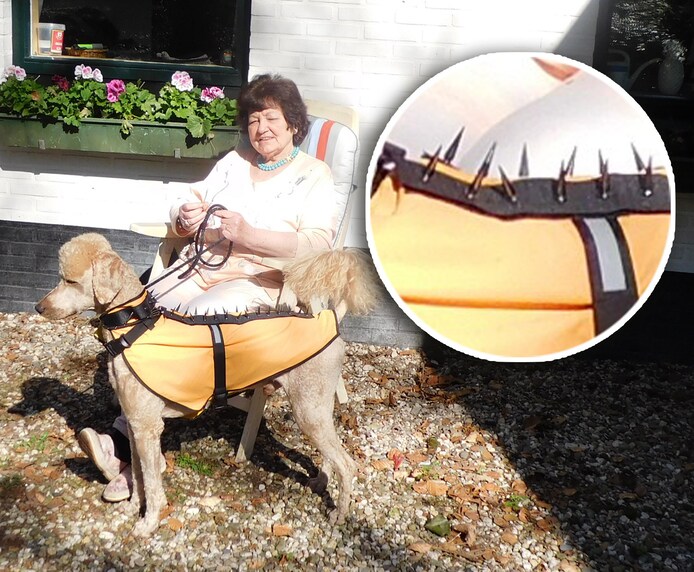 Hondeneigenaren grijpen naar antiwolvenvest, experts kritisch: ‘Ben ...