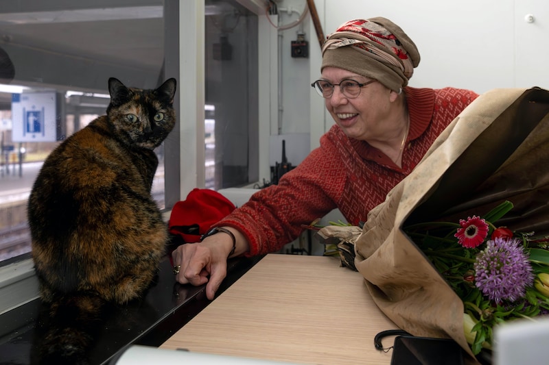 Lili, de stationskat van Zutphen, bijna opnieuw ‘ontvoerd’: ‘Wat ...