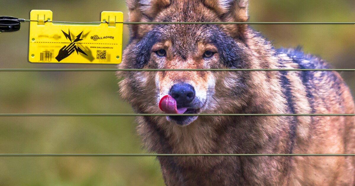 Explosieve stijging aantal wolfwerende rasters na reeks aanvallen ...