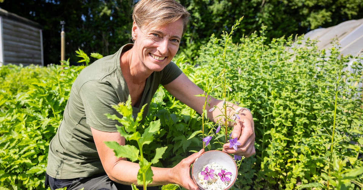 Verrassende snoeptocht door natuurdoolhof in Dalfsen: inheemse en ...