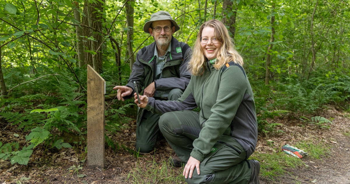 Wandelen langs QR-codes voor andere kijk op bossen in Vechtdal: ‘Hoe ...