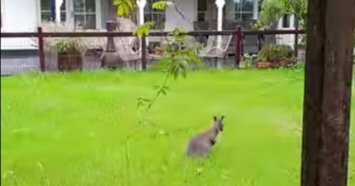 Wallaby Hop ontsnapt op Urk: ‘Hoop dat hij zich vanavond weer laat zien ...