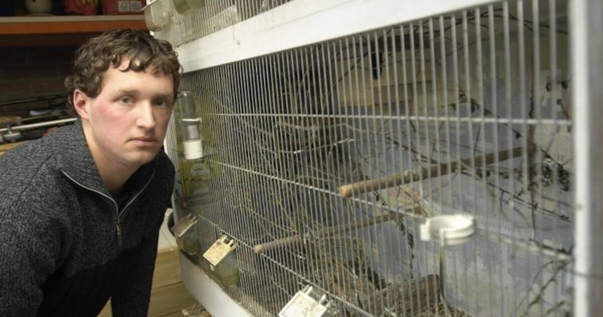 Voor 1000 euro aan vogels kwijt | Apeldoorn | De Stentor.nl